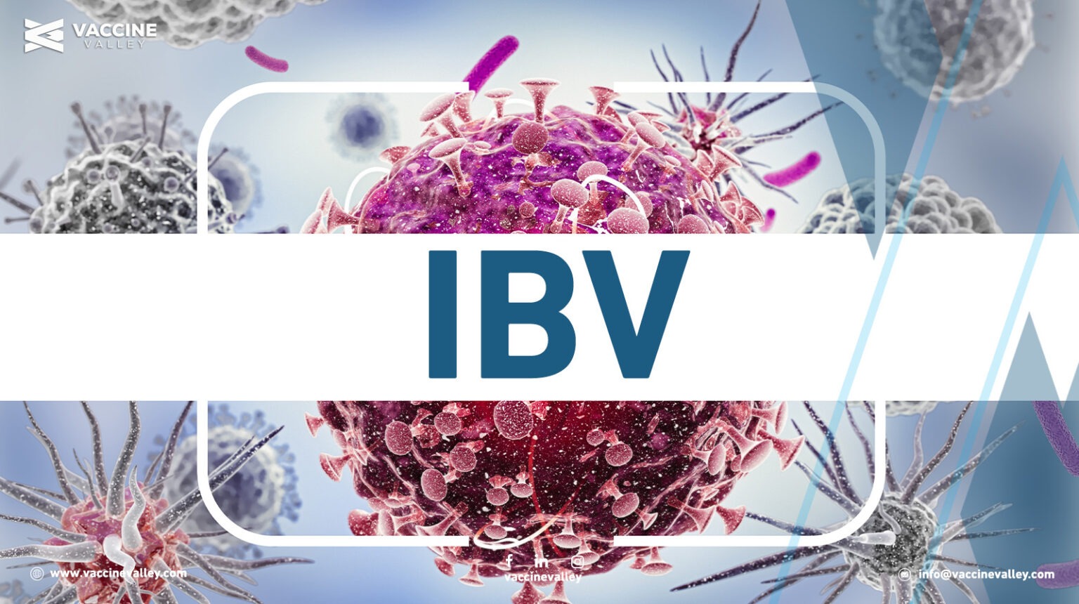 IBV genotypes & pathotypes - Vaccine Valley